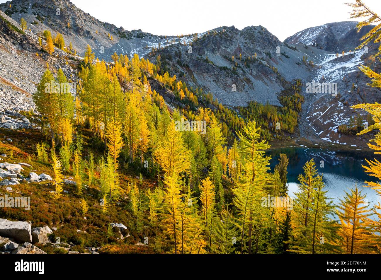 WA18655-00...WASHINGTON - Subalpine larch on the steep hillside above ...