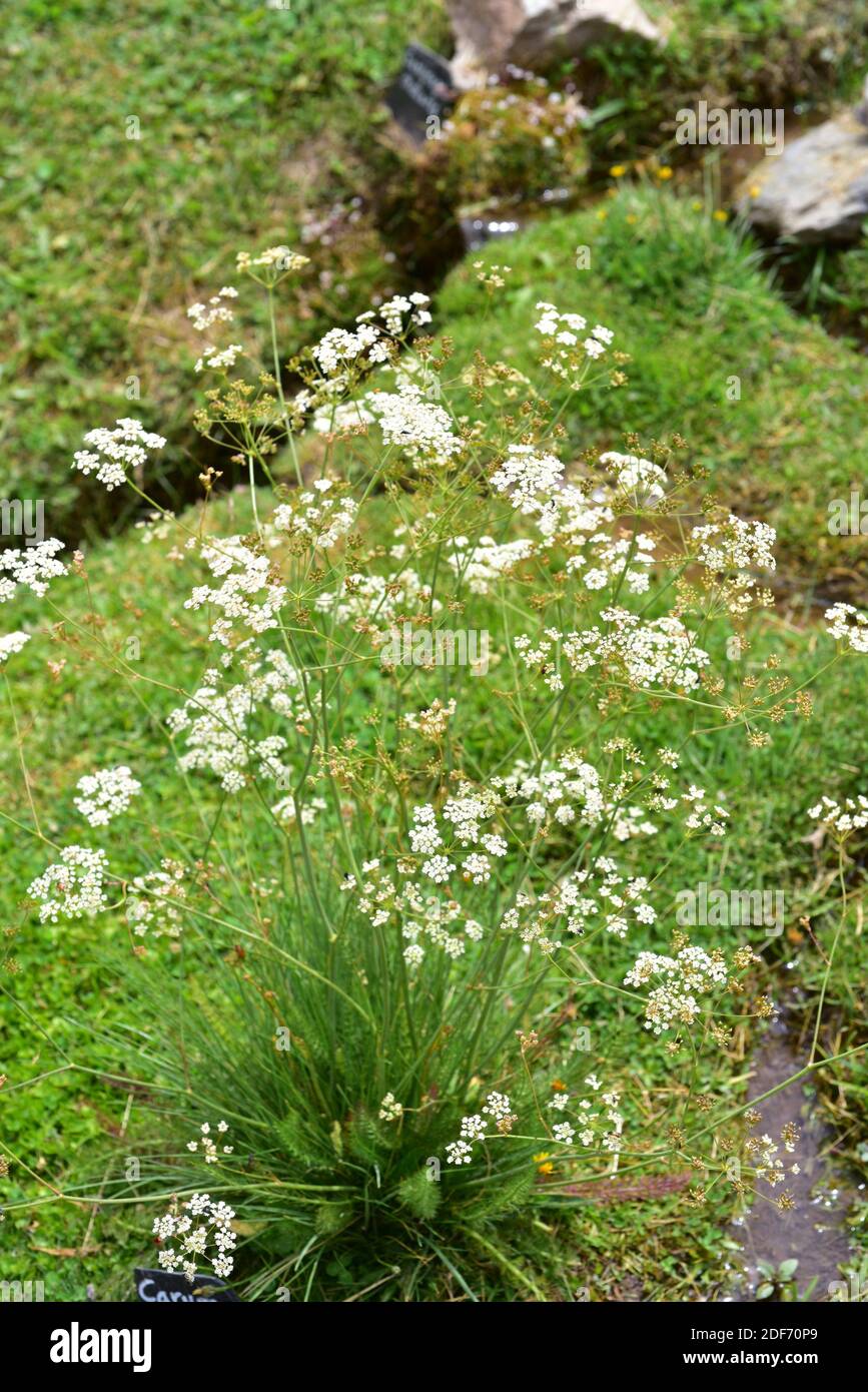 Whorled hi-res stock photography and images - Alamy