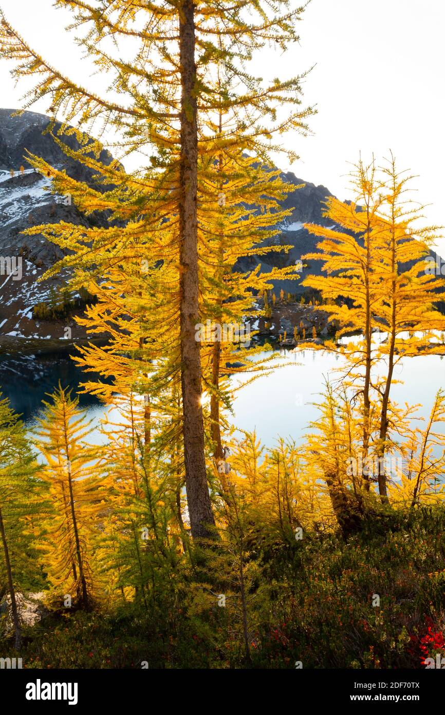 WA18657-00...WASHINGTON - Subalpine larch on the steep hillside above ...