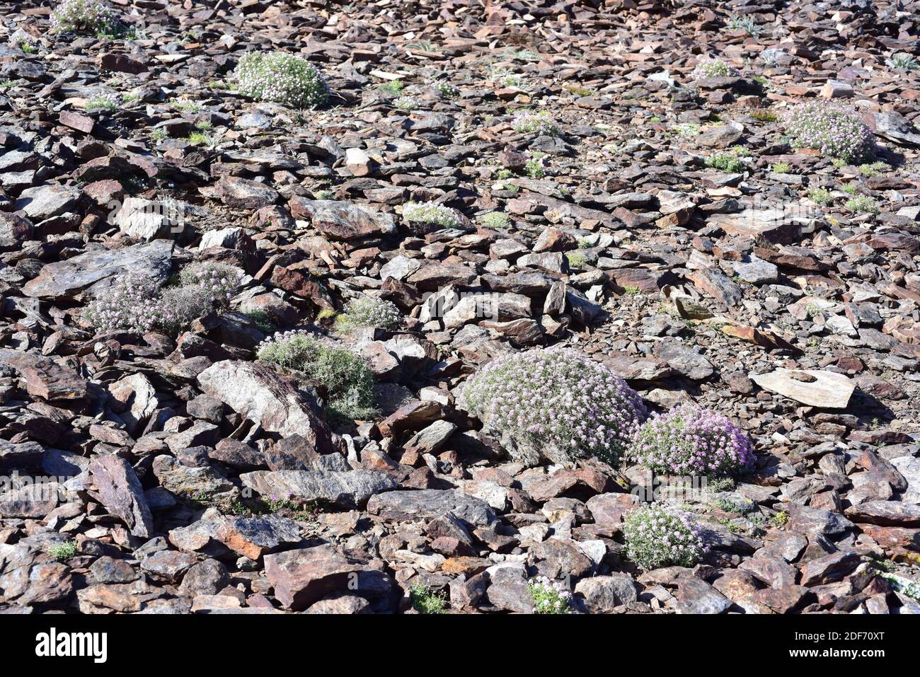 Spinosum High Resolution Stock Photography and Images - Alamy