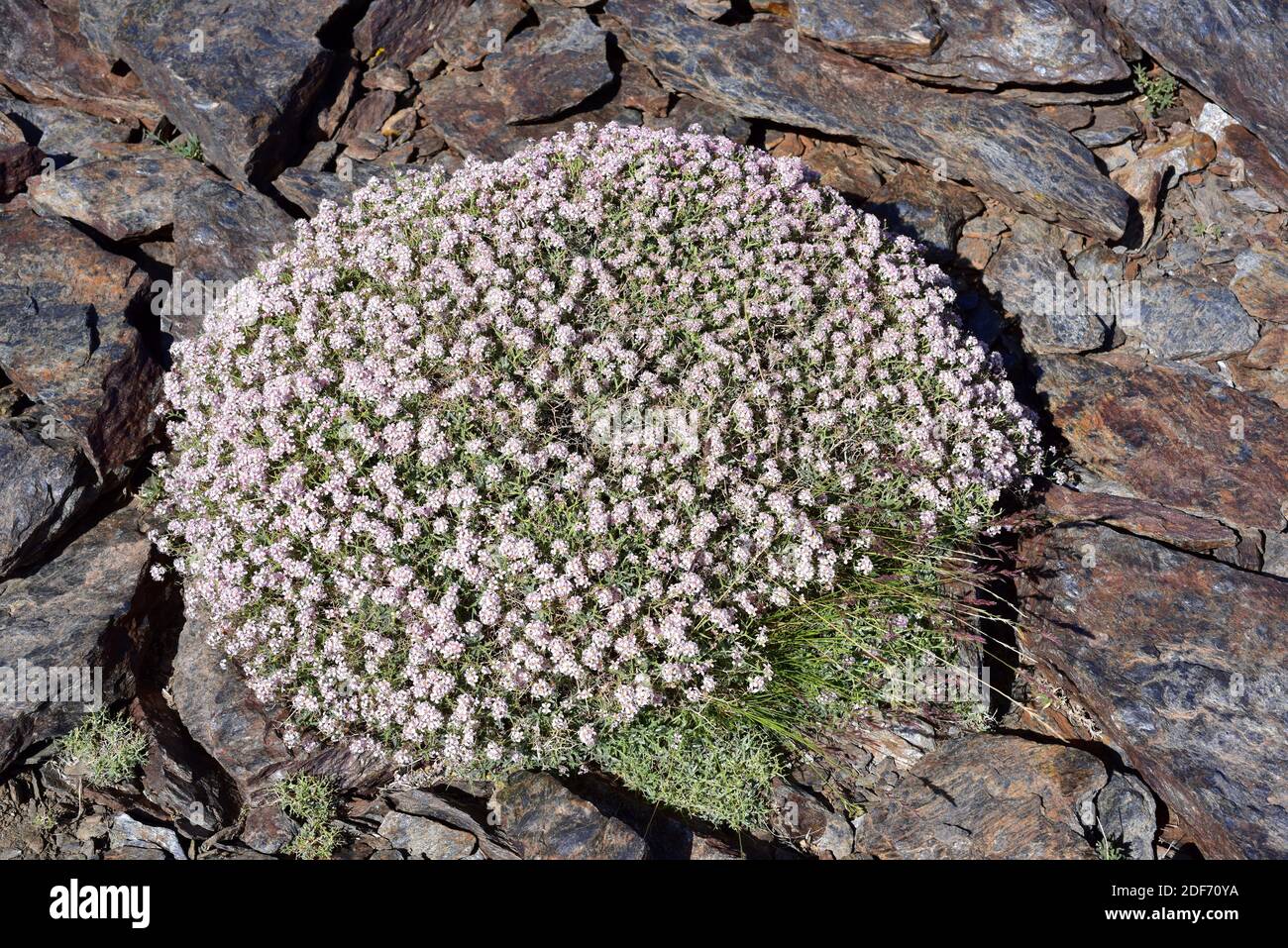 Spinosum High Resolution Stock Photography and Images - Alamy
