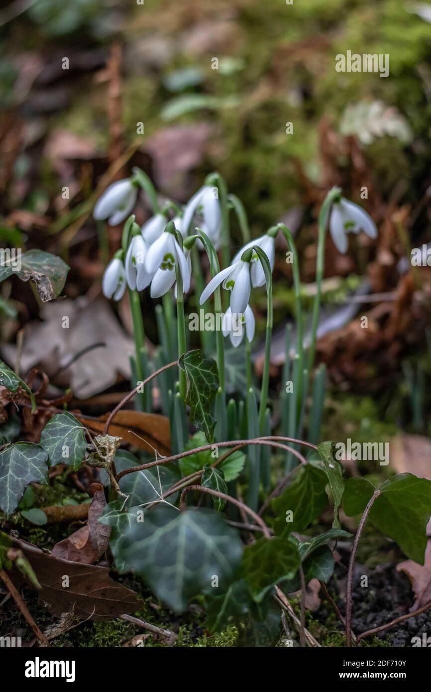 Hardy snowdrops hi-res stock photography and images - Alamy