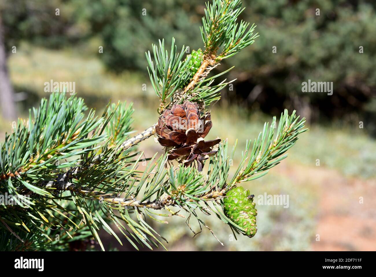 Pinus Sylvestris Cone High Resolution Stock Photography and Images - Alamy