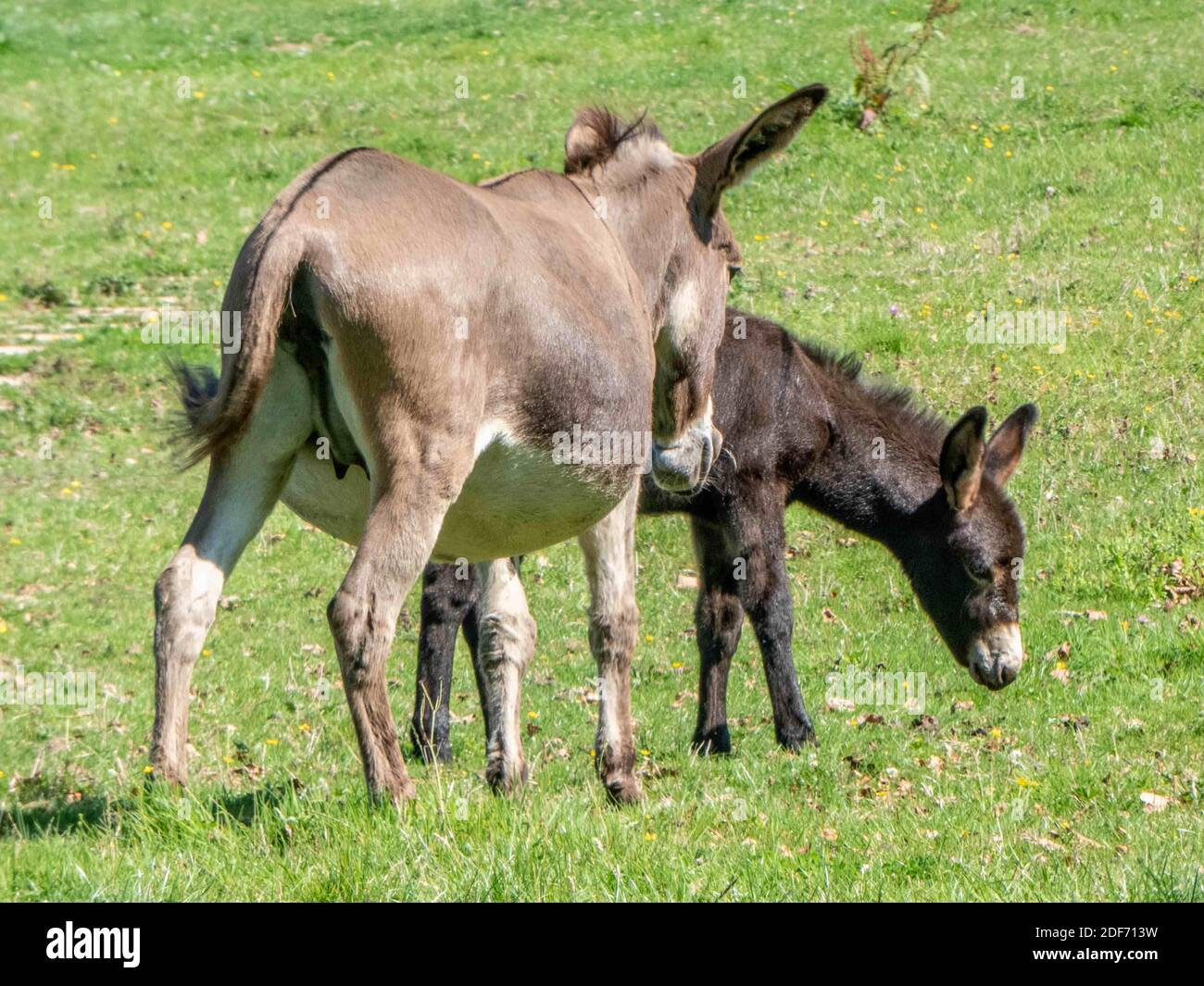 beautiful donkey with her foal Stock Photo - Alamy
