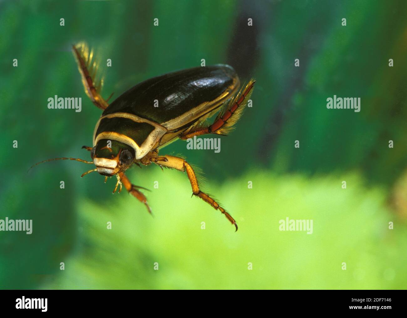Great Diving Beetle, dytiscus marginalis, Adult standing in a Pond ...