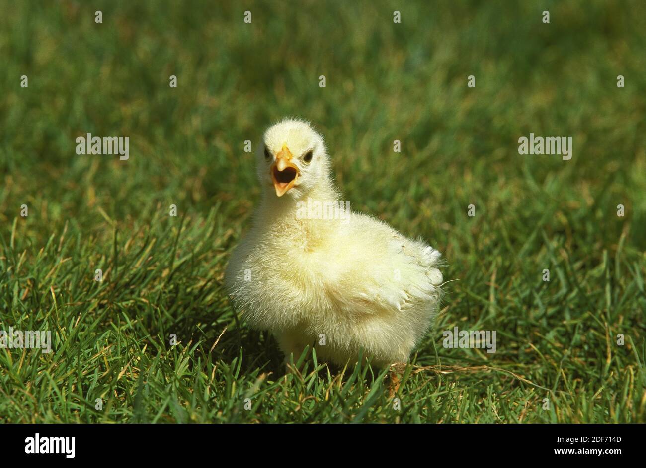 Domestic Chicken, Chick standing on Grass, Calling Stock Photo - Alamy