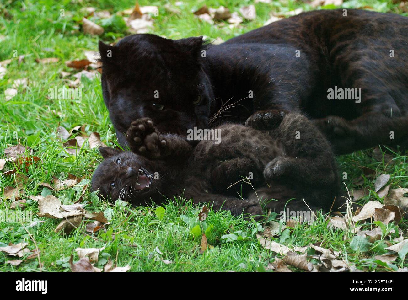 Black Panther Cubs Playing