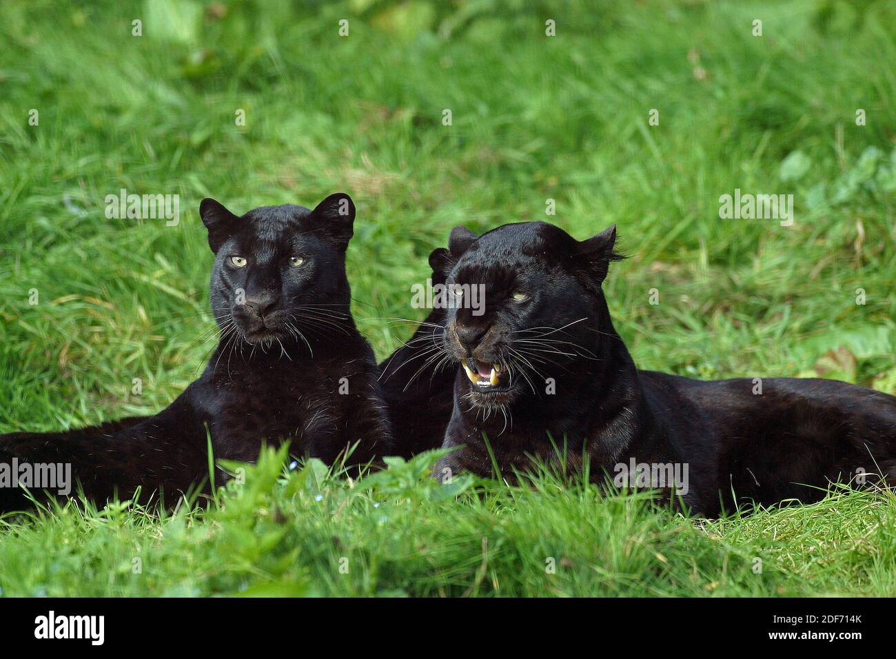 Black Panther, panthera pardus, Adults laying on Grass Stock Photo - Alamy