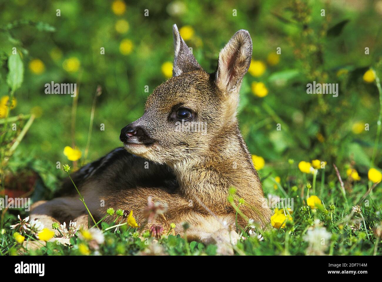 Roe Deer, capreolus capreolus, Fawn laying in Flowers, Normandy Stock ...