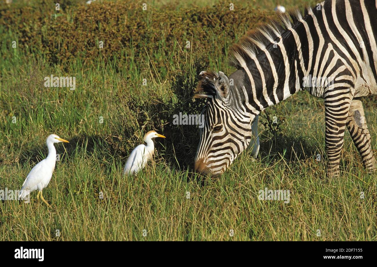Kenya africa cattle zebra hi-res stock photography and images - Alamy