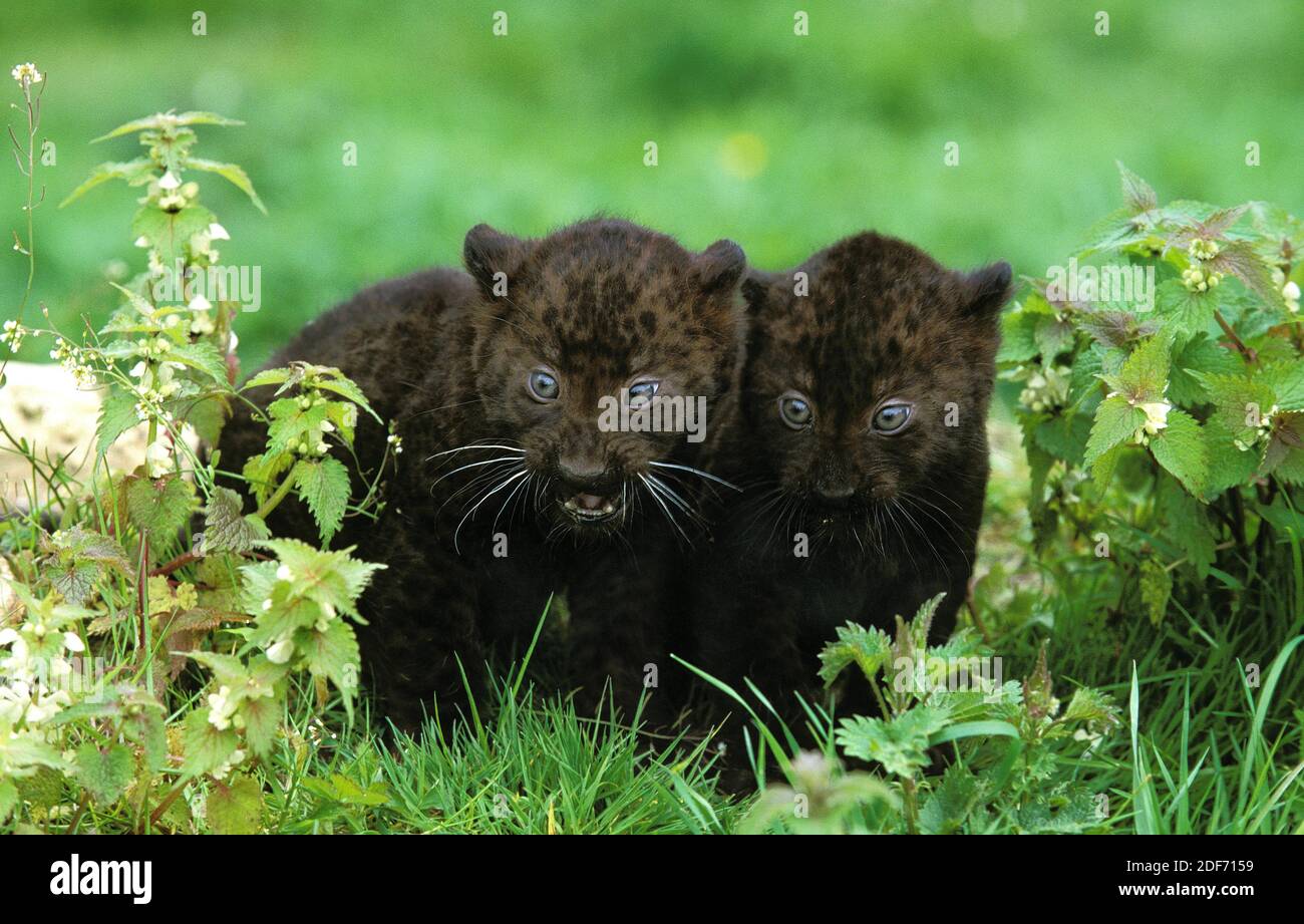 Black Panther, panthera pardus, Cub standing on Grass Stock Photo - Alamy