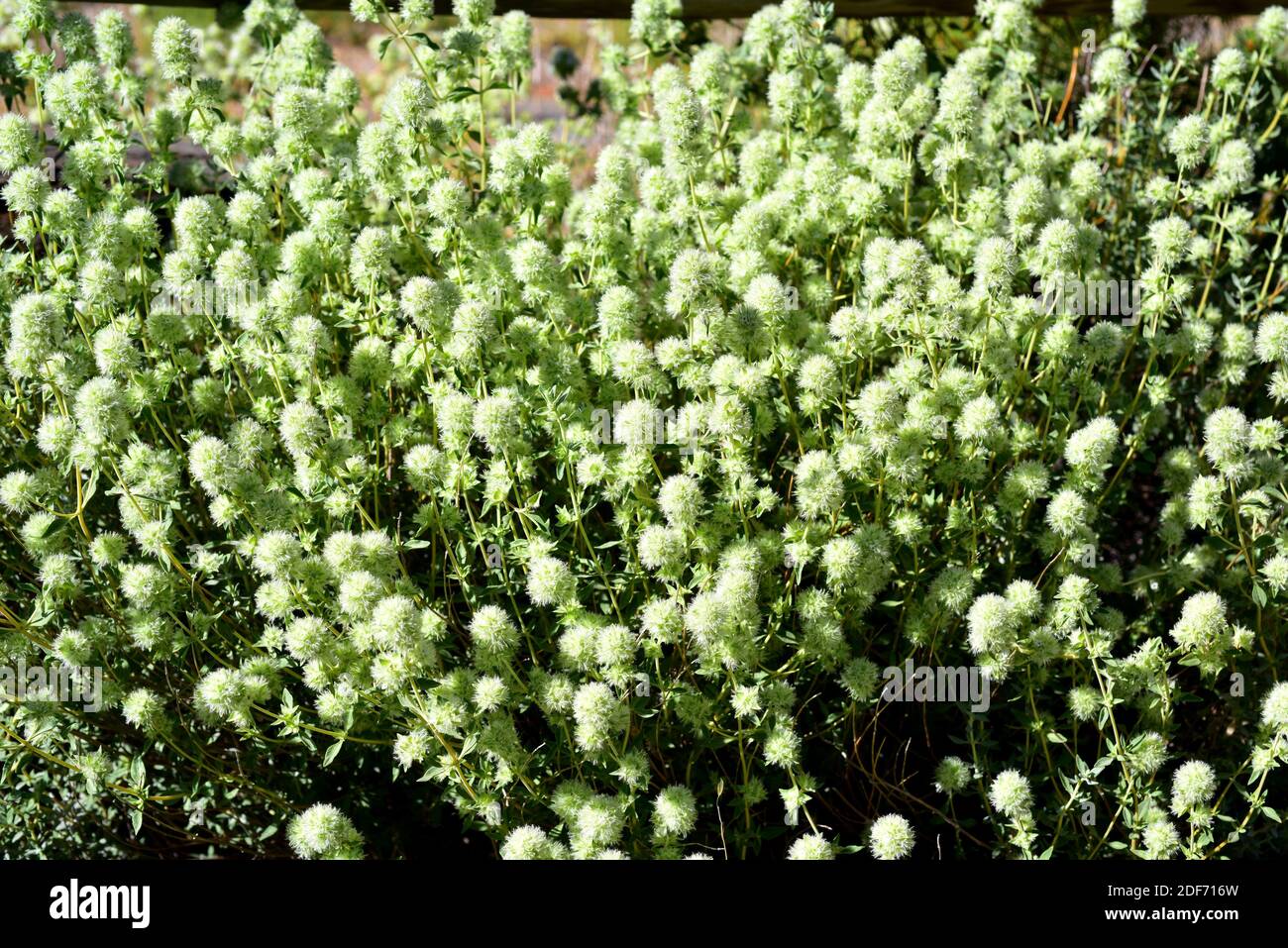 Tomillo blanco hi-res stock photography and images - Alamy