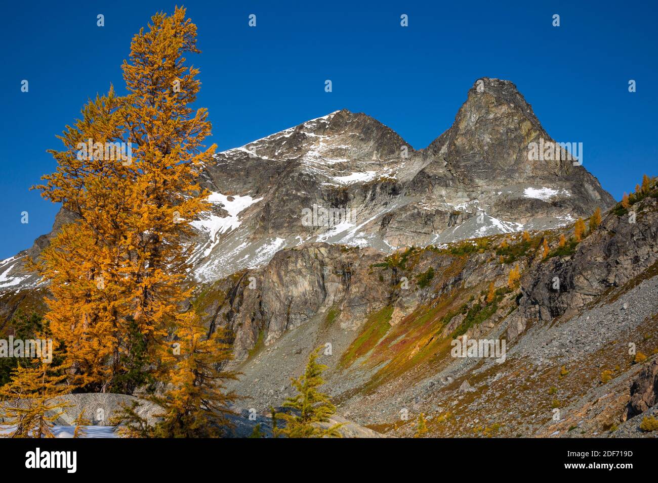 WA18663-00...WASHINGTON - Subalpine larch in fall colors on the east ...