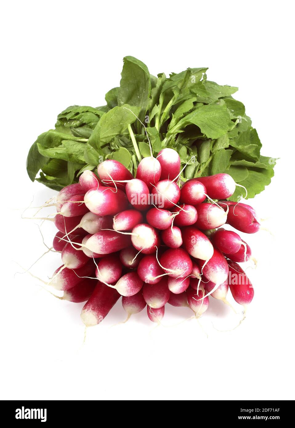Pink Radish, raphanus sativus, Vegetable against White Background Stock ...