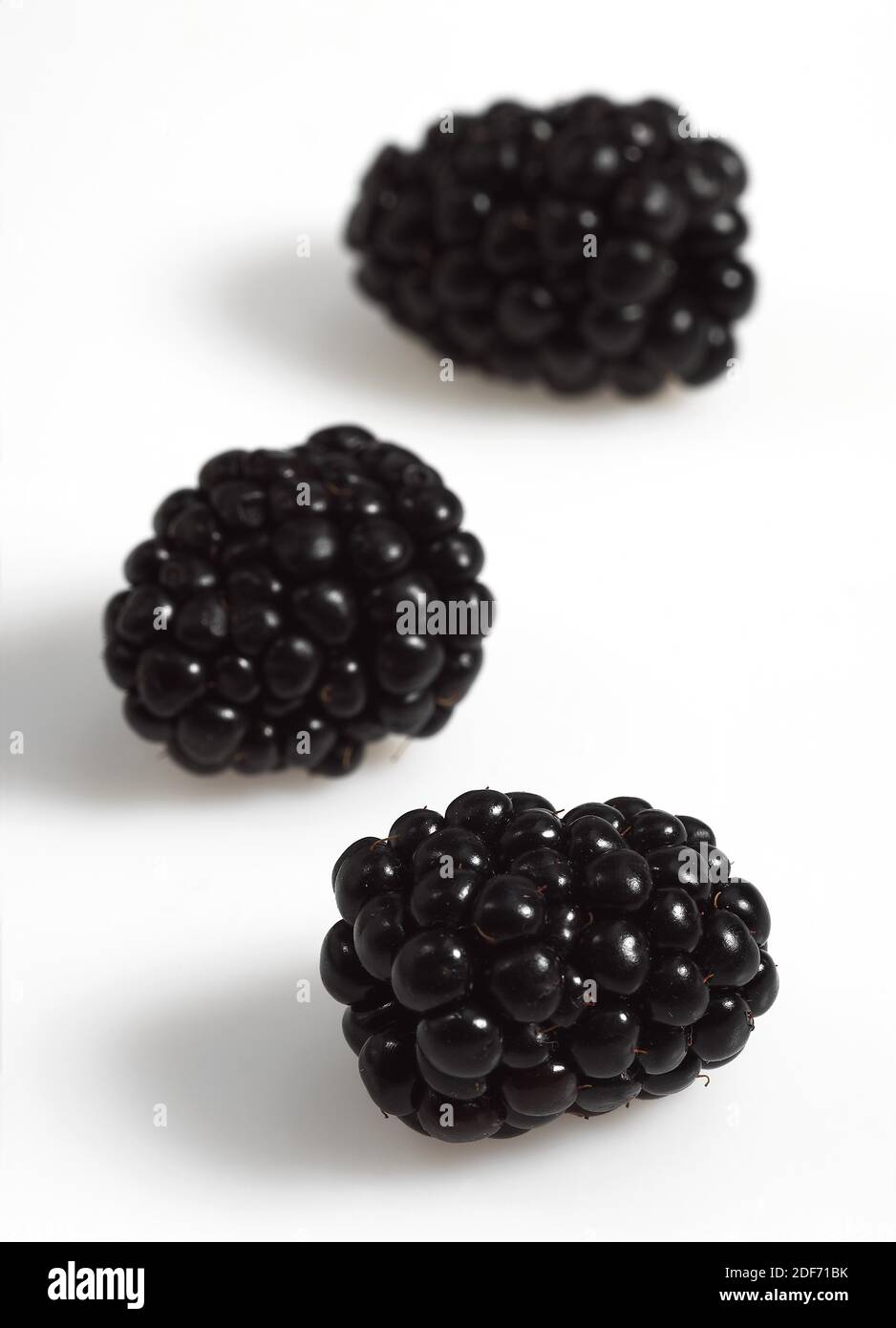 Morus sp hi-res stock photography and images - Alamy