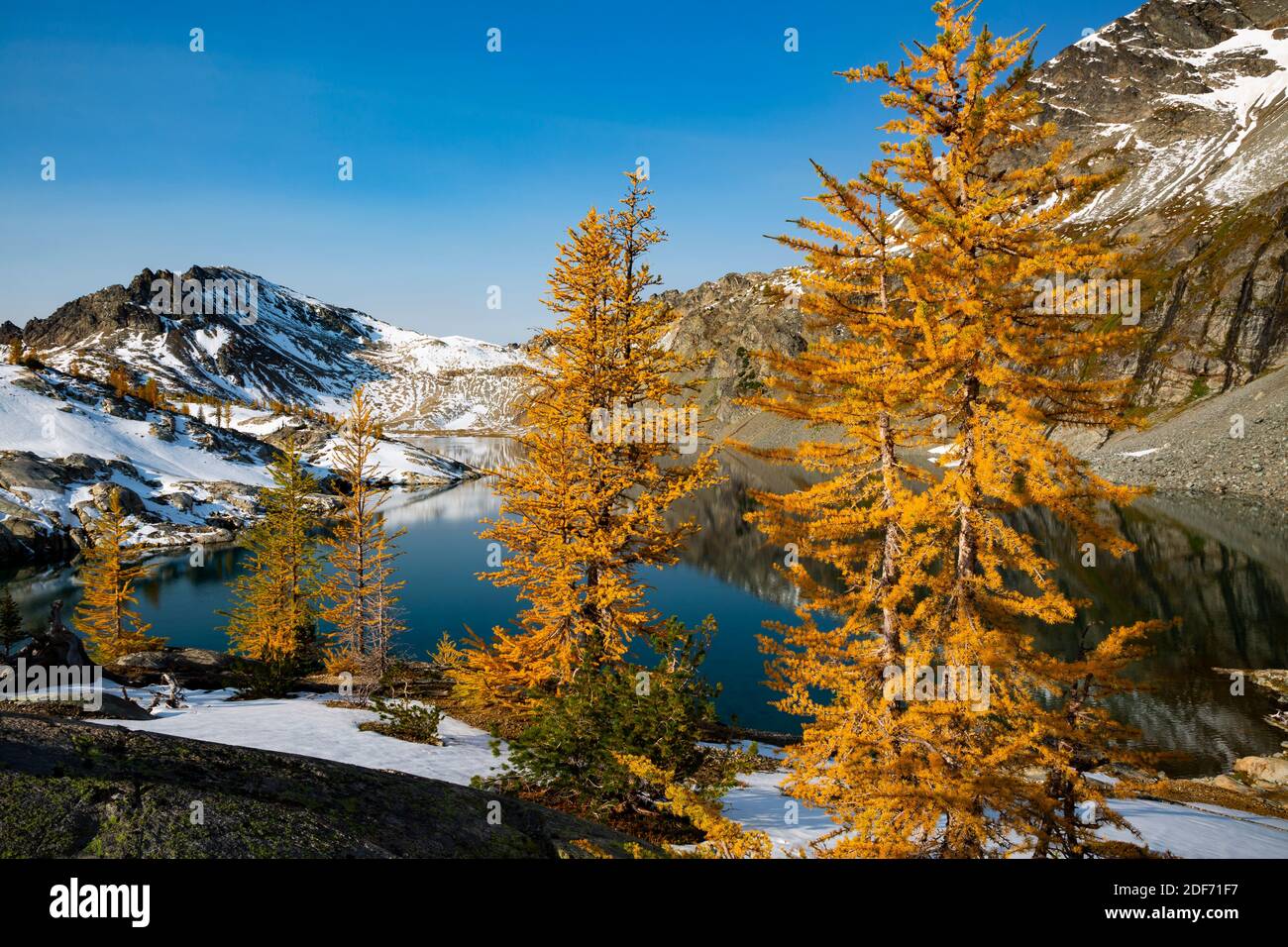 WA18665-00...WASHINGTON - Subalpine larch trees in fall color at Upper ...