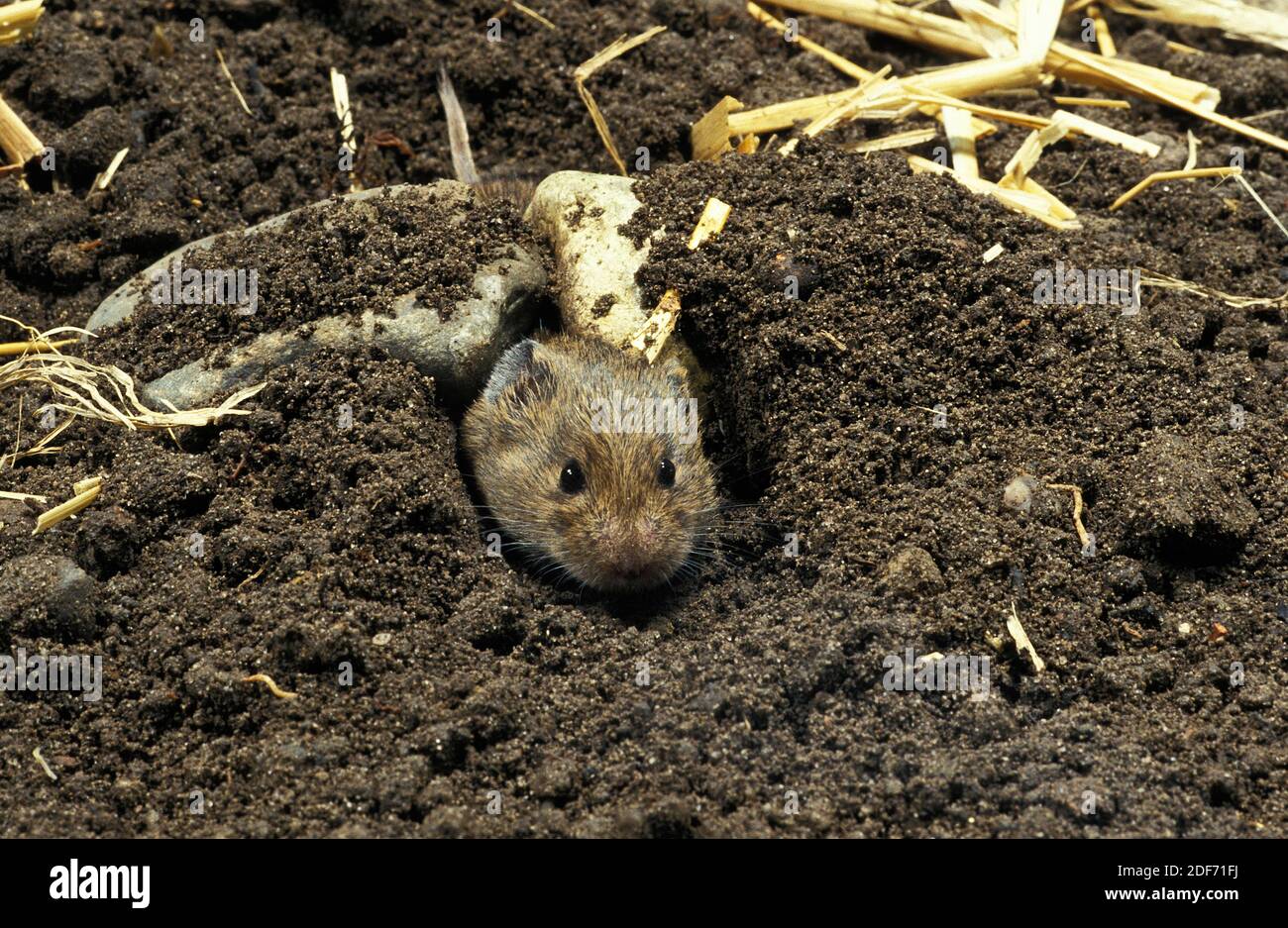 Common Vole, microtus arvalis, Head of Adult emerging from Tunnel Stock ...