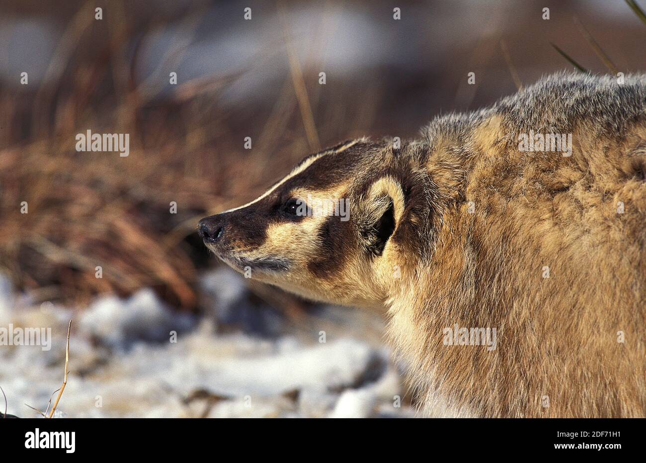 American badger profile hi-res stock photography and images - Alamy