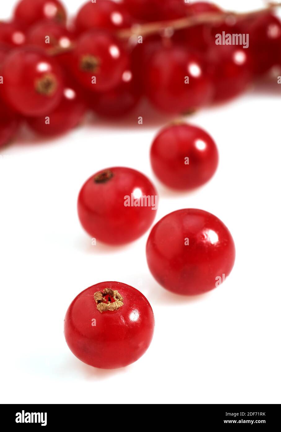 Redcurrants, ribes rubrum, Fruits against White Background Stock Photo ...