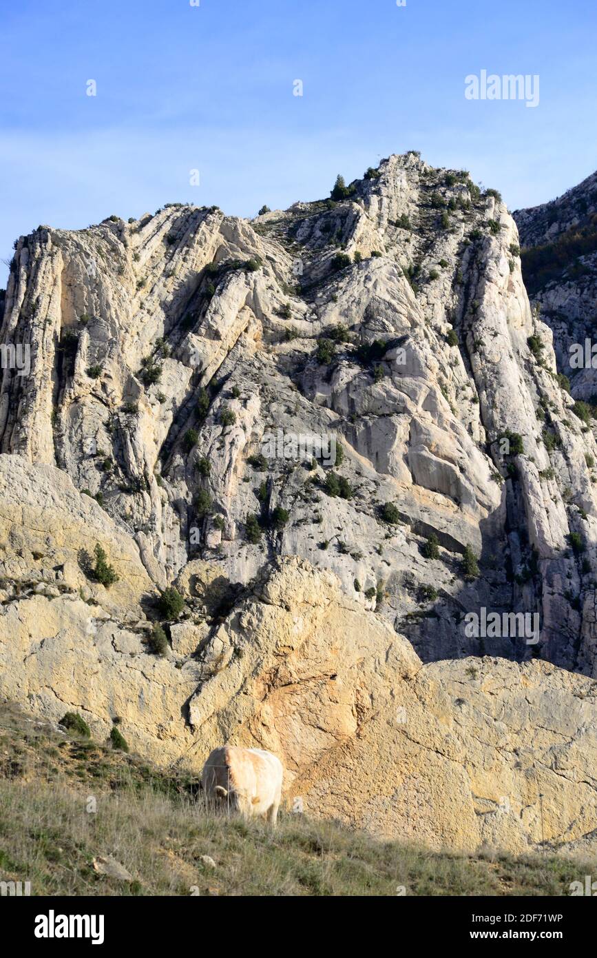 Syncline Anticline