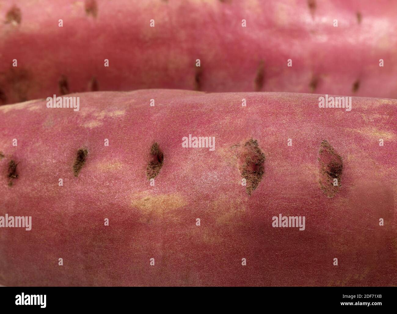 Sweet Potato, ipomoea batatas, Vegetable Stock Photo - Alamy