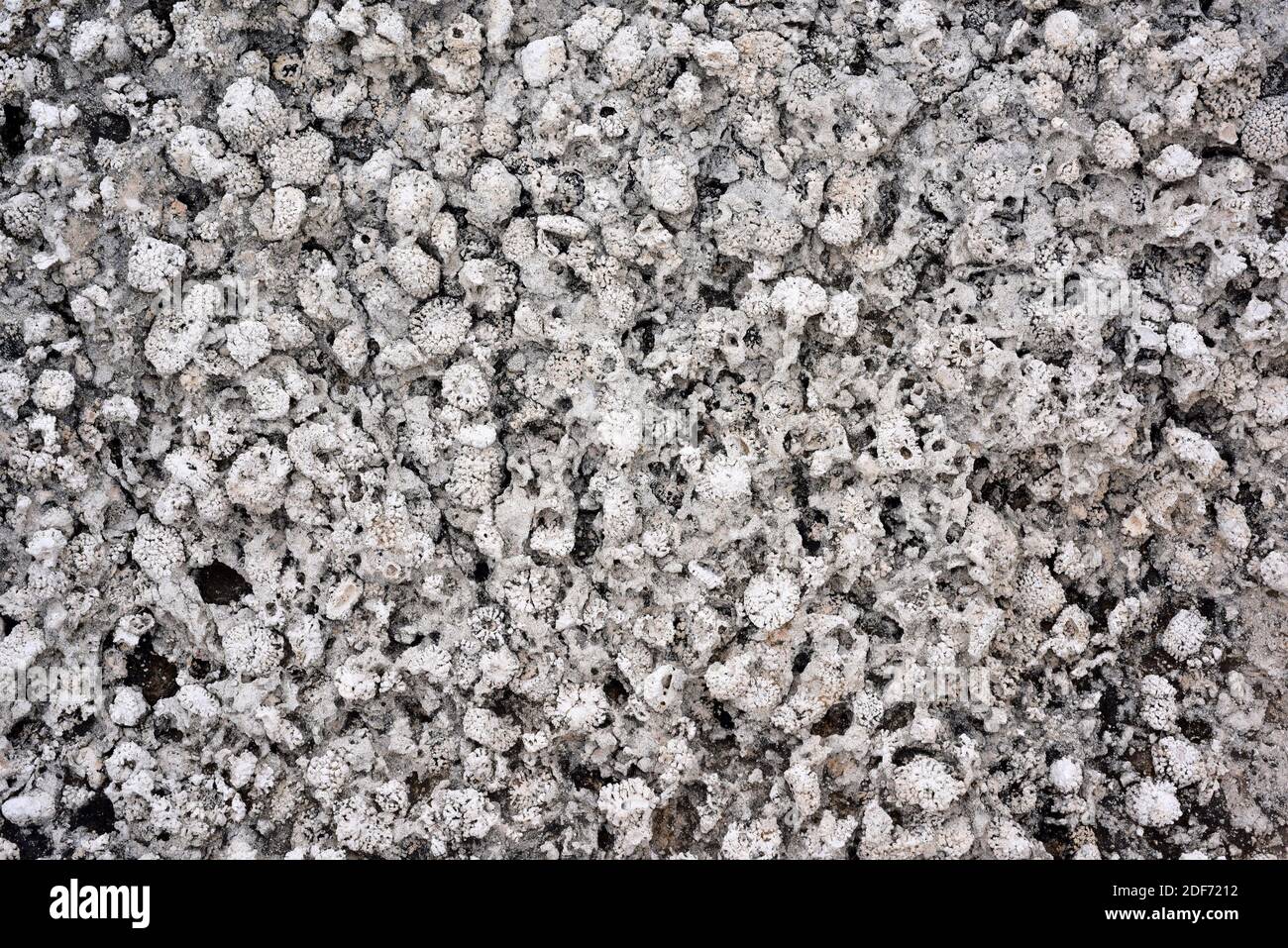 Fossil algae hi-res stock photography and images - Alamy