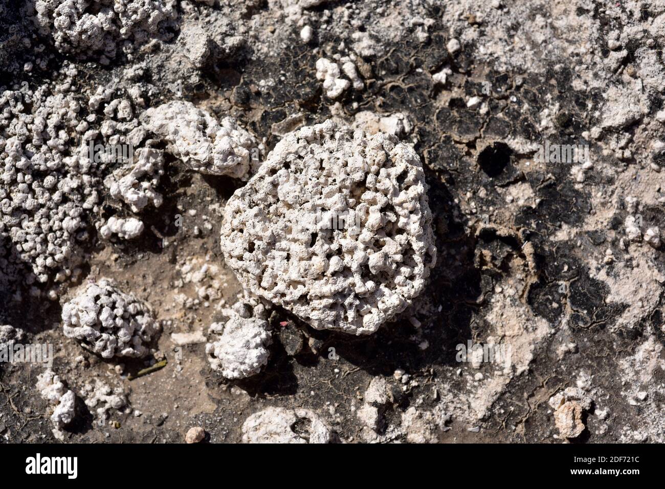 Miocene fossils hi-res stock photography and images - Alamy