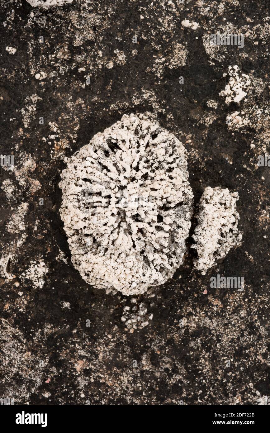 Fossil algae hi-res stock photography and images - Alamy