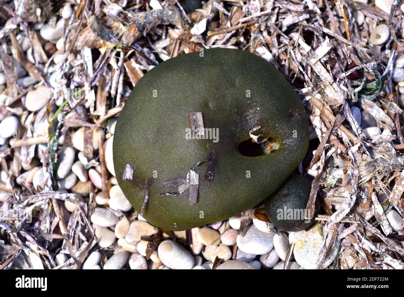 Codium bursa hi-res stock photography and images - Alamy