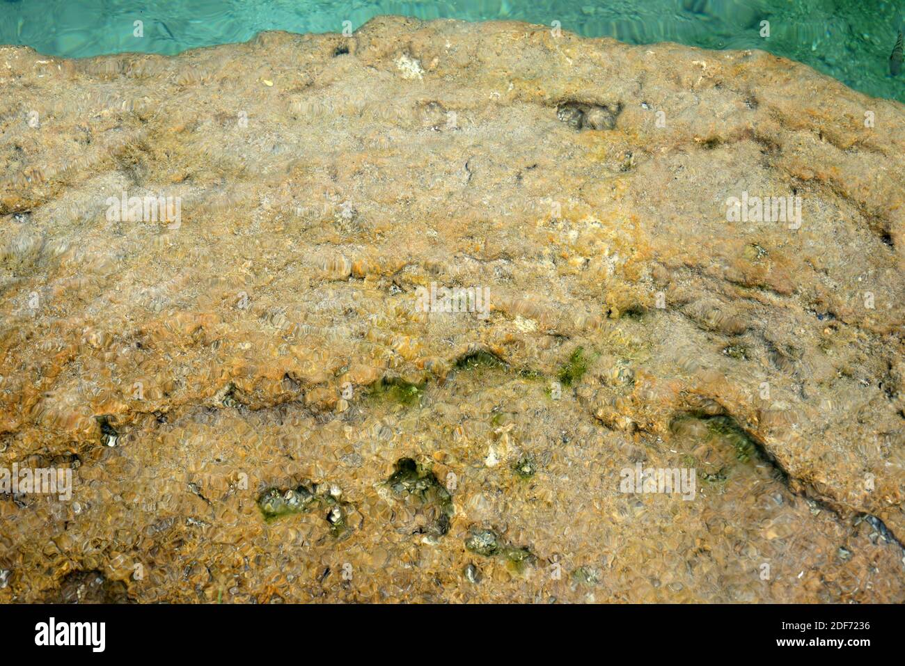 Blue alga cyanobacteria hi-res stock photography and images - Alamy