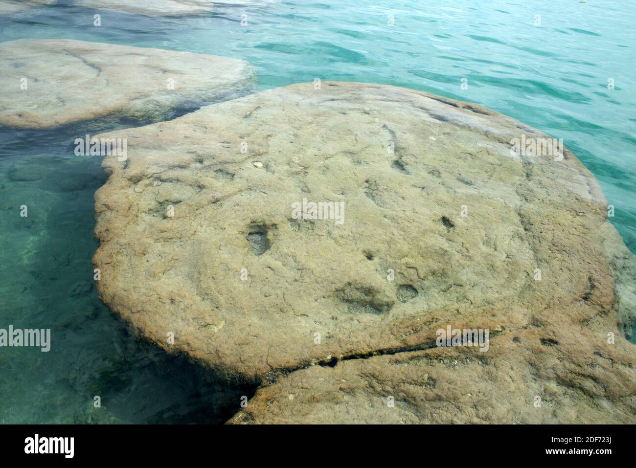 Blue green cyanobacteria hi-res stock photography and images - Alamy