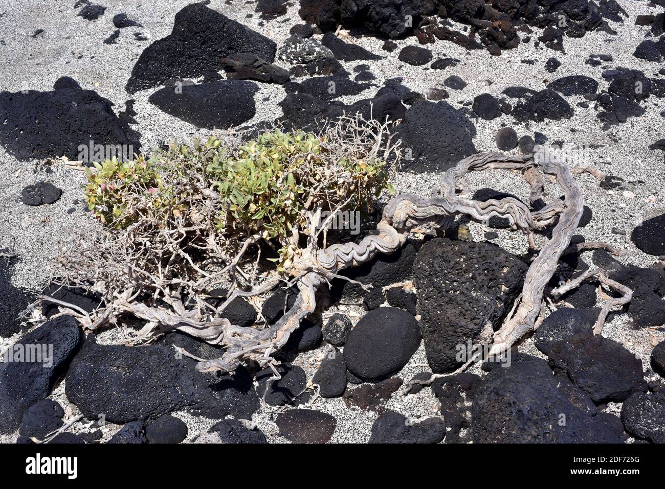 Vegetation zones hi-res stock photography and images - Alamy