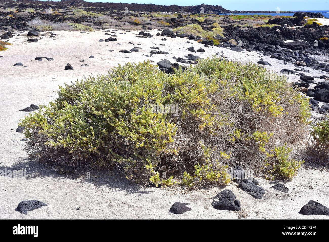 Vegetation zones hi-res stock photography and images - Alamy