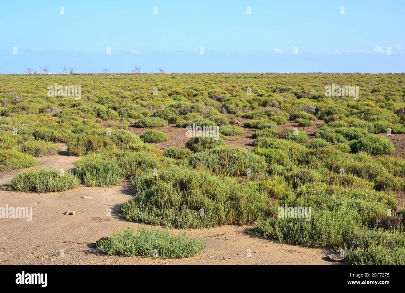 Salicornia salt marsh hi-res stock photography and images - Alamy