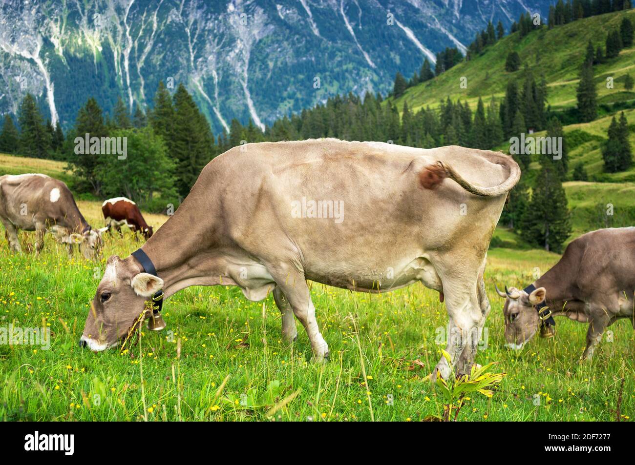 Cattle farming in germany hi-res stock photography and images - Alamy