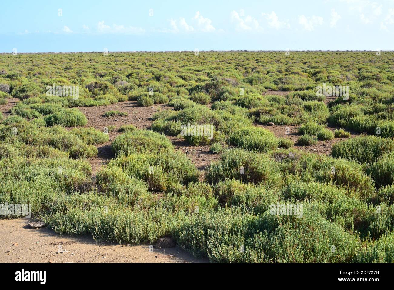 Perennial saltwort hi-res stock photography and images - Alamy