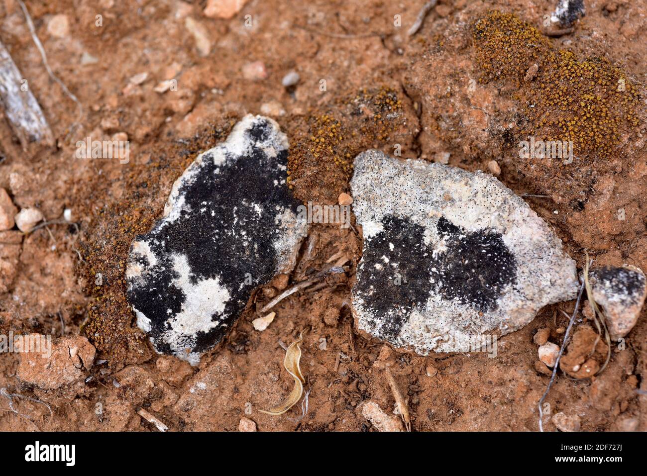 Fungus growing on rocks hi-res stock photography and images - Alamy