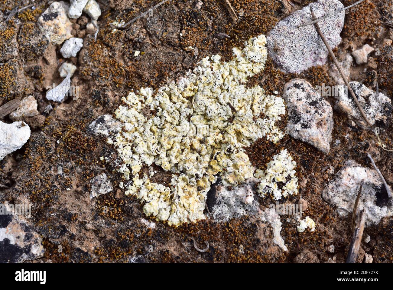 Squamulose Lichen