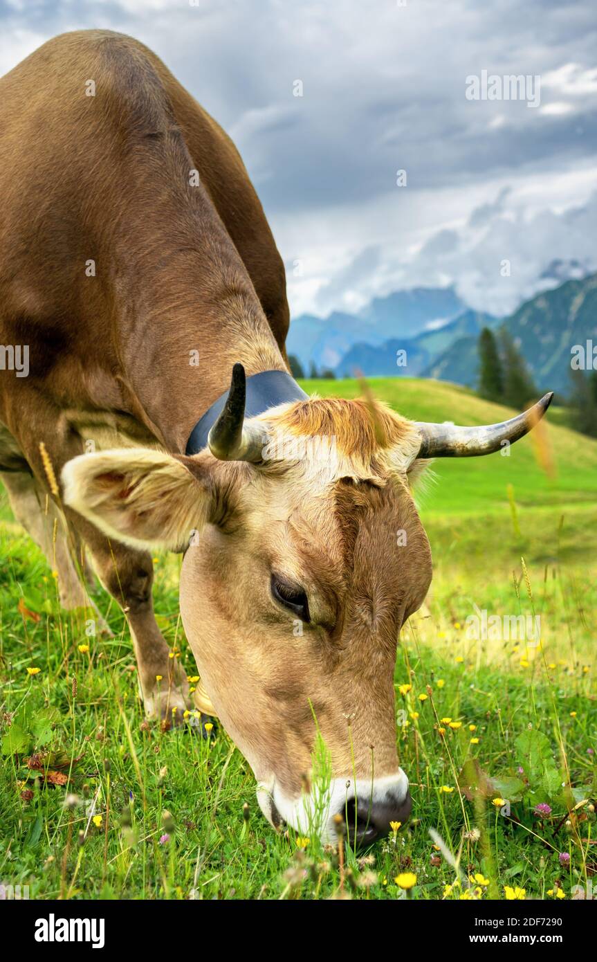 Cattle farming in germany hi-res stock photography and images - Alamy