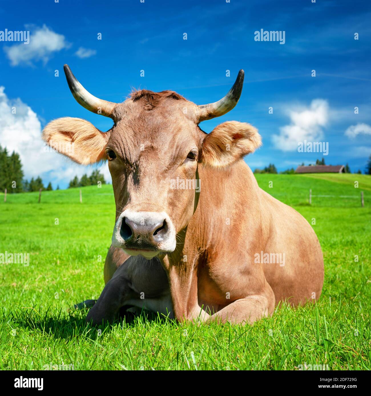 Cow on summer pasture in hi-res stock photography and images - Alamy