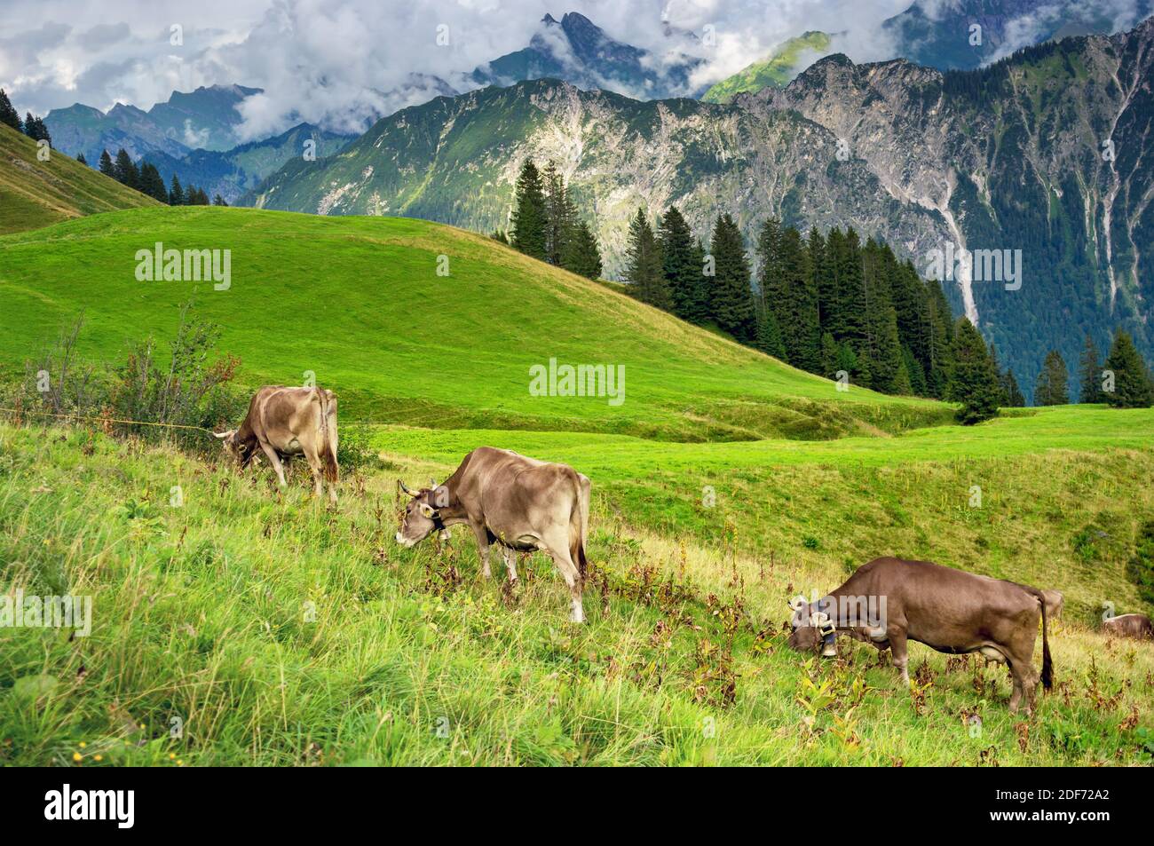 Cow farming germany hi-res stock photography and images - Alamy