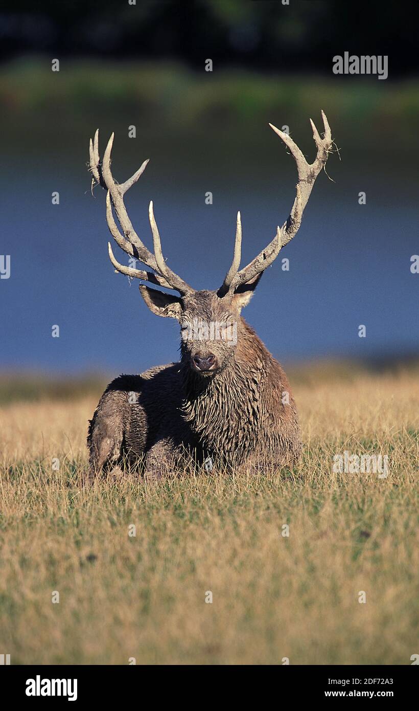 Red deer laying down hi-res stock photography and images - Alamy