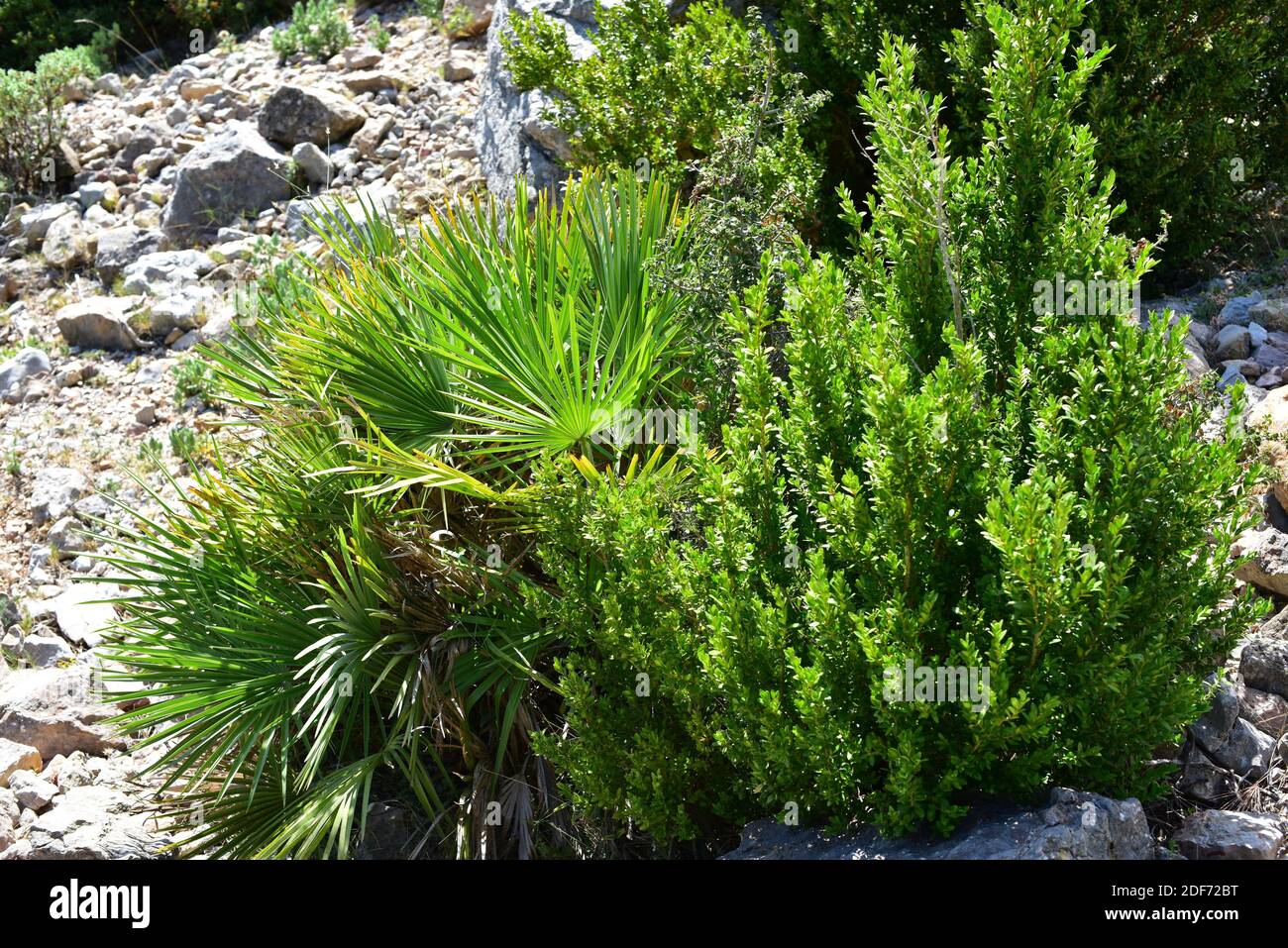 Chamaerops Humilis European Fan Palm High Resolution Stock Photography ...