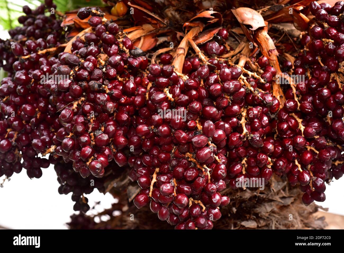 Mediterranean fan palm fruit hi-res stock photography and images - Alamy