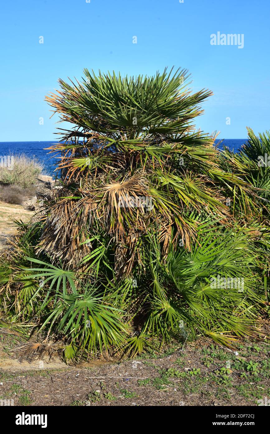 Mediterranean sea palm tree hi-res stock photography and images - Alamy