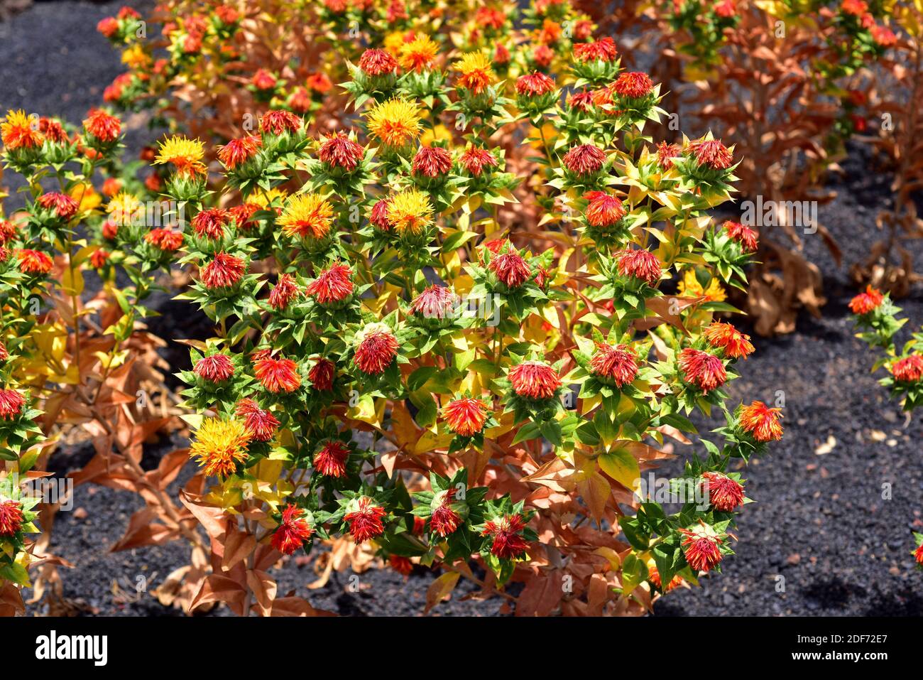 Tinctorius hi-res stock photography and images - Alamy