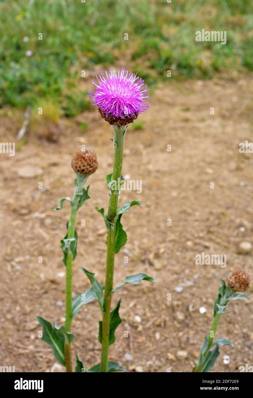 Eastern asia healthcare hi-res stock photography and images - Alamy