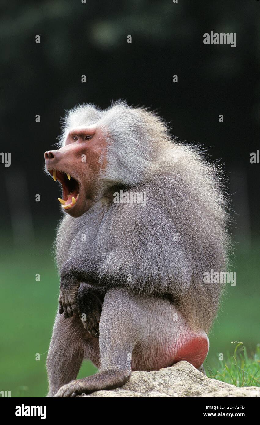 Hamadryas Baboon, papio hamadryas, Male Yawning Stock Photo - Alamy