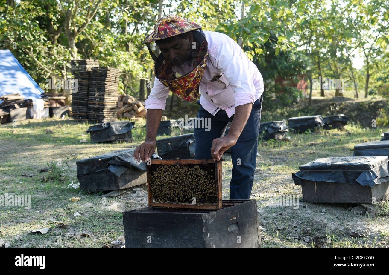Barpeta, Assam, India. 3rd Dec, 2020. A beekeeper working in a honey ...
