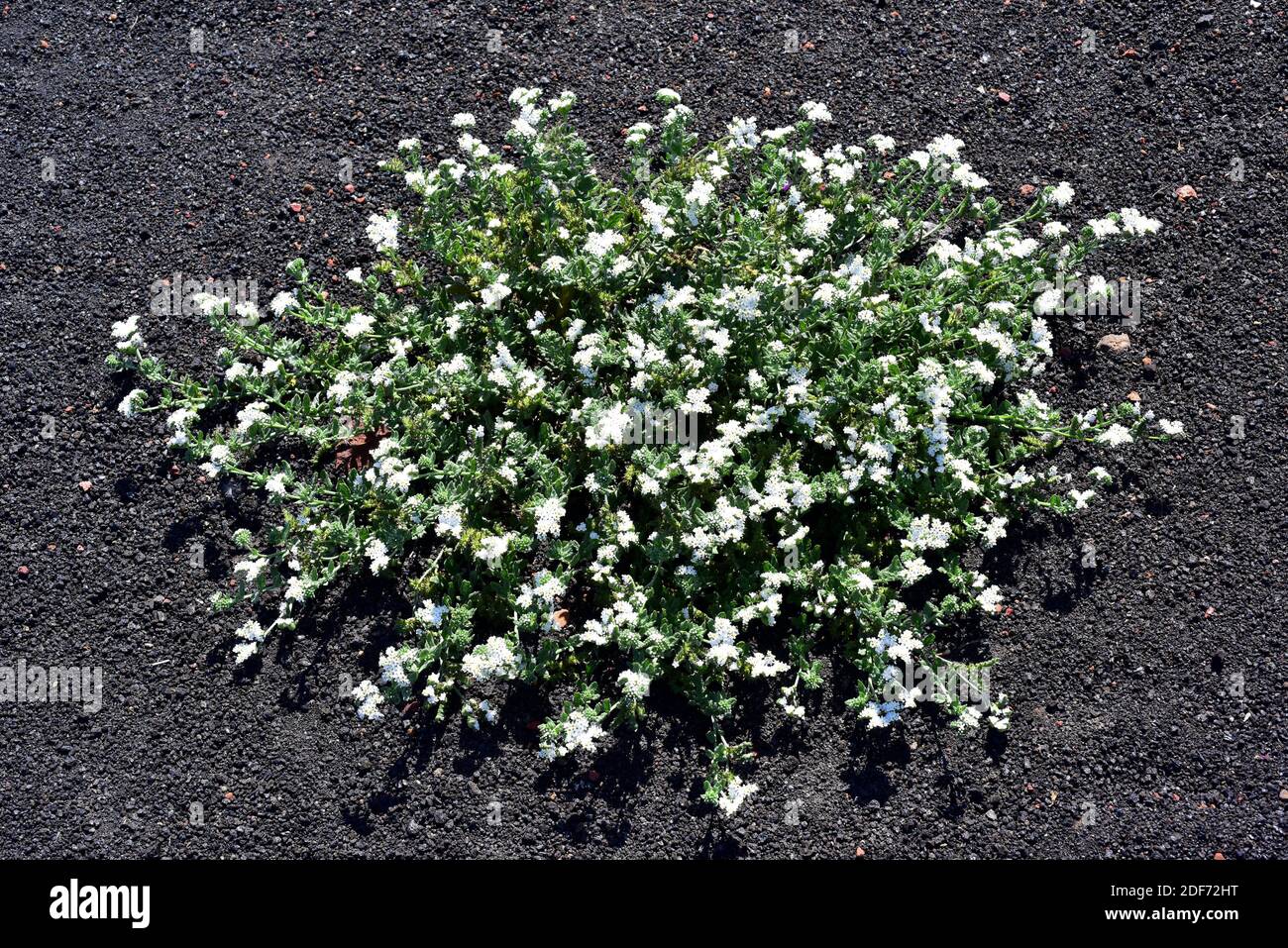 Native flower of madeira hi-res stock photography and images - Alamy